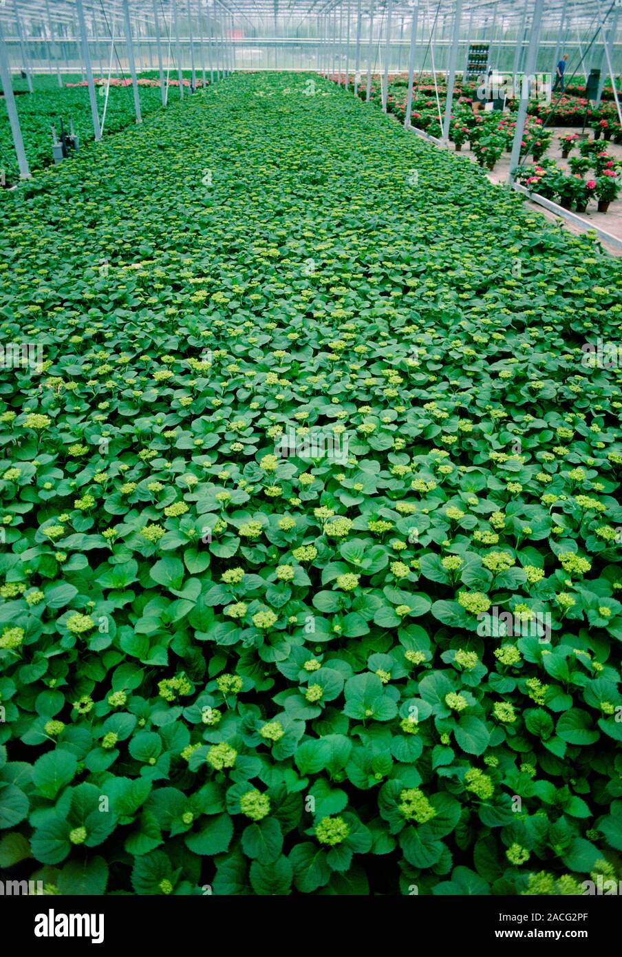 Hydrangeas (Hydrangea sp.) in pots in a greenhouse Stock Photo - Alamy