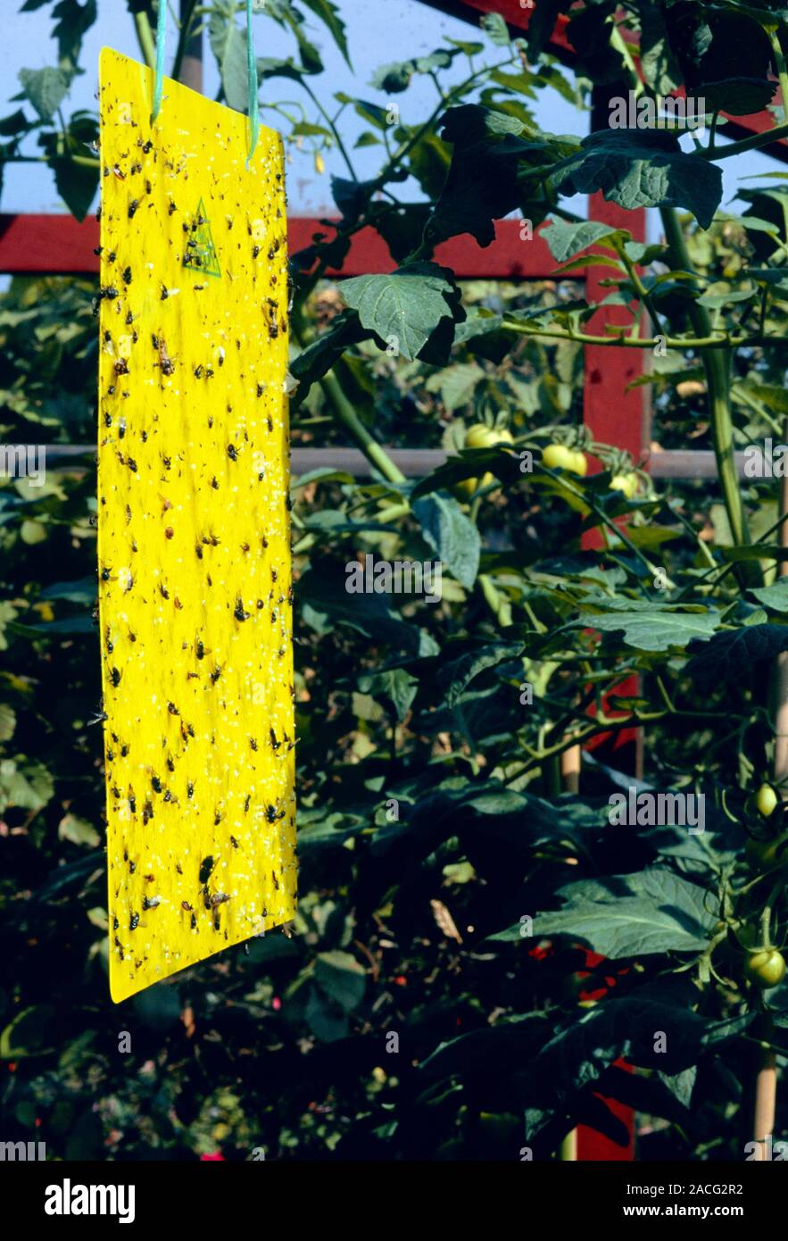 Greenhouse insect control. Sheet of fly paper hung in a greenhouse ...