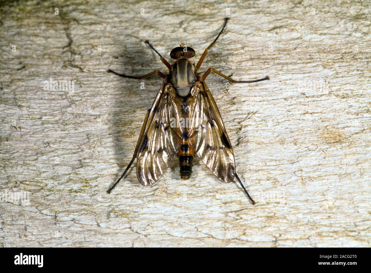 Down-looker fly (Rhagio scolopacea) on tree bark. This is a type of ...