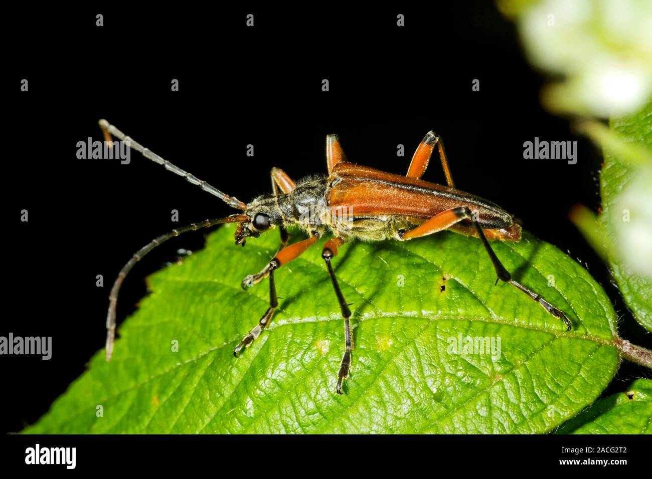 Longhorn beetle (Stenocorus meridianus). The extraordinarily long ...