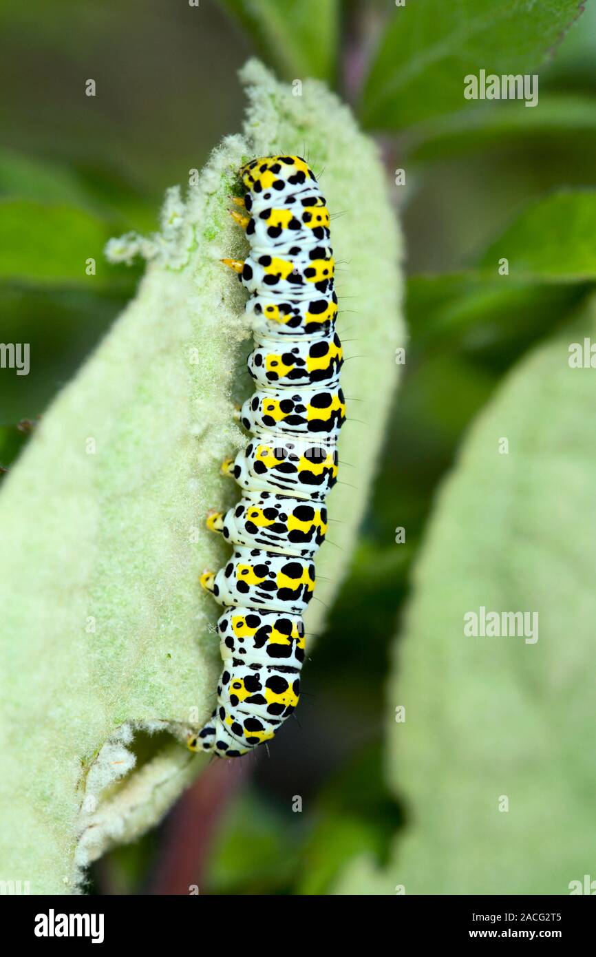 Mullein moth caterpillar (Cucullia verbasci) on a leaf Stock Photo - Alamy
