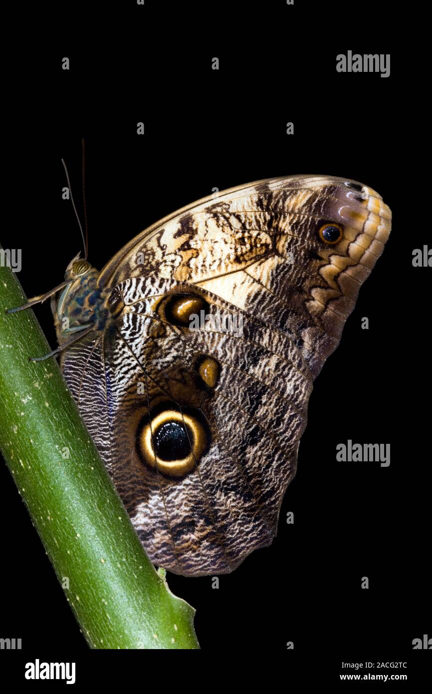 Owl butterfly (Caligo sp.) on a stem. This butterfly is native to ...