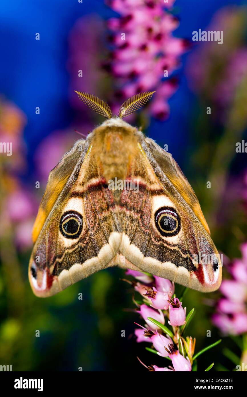 Male emperor moth (Pavonia pavonia) on a flower. The large eye markings ...