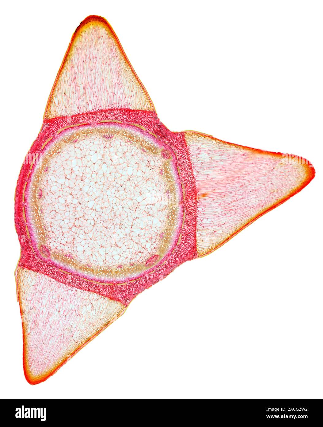 Rose stem. Light micrograph of a cross-section through the stem of a ...