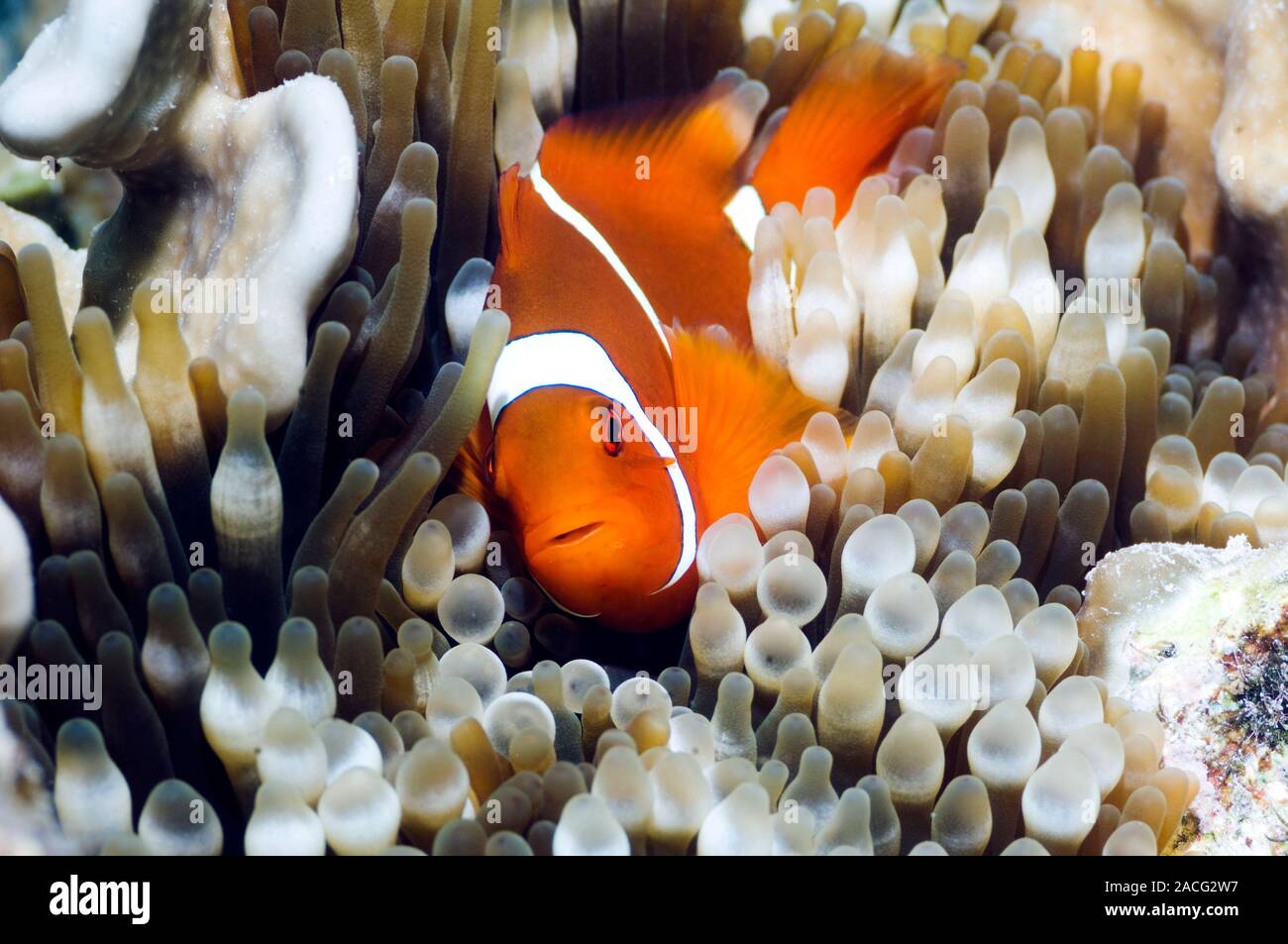 Spinecheek anemonefish (Premnas biaculeatus) swimming amongst bubble tip anemone (Entacmaea ...