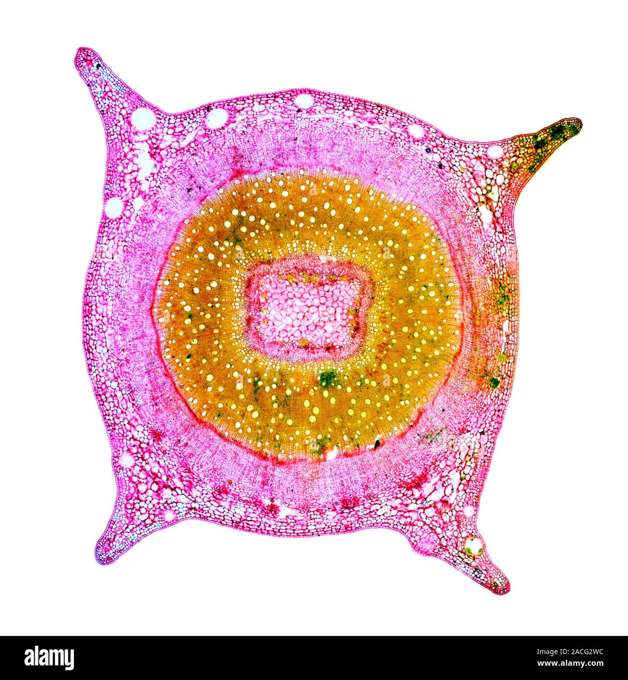 Eucalyptus stem. Light micrograph of a transverse section through a one ...