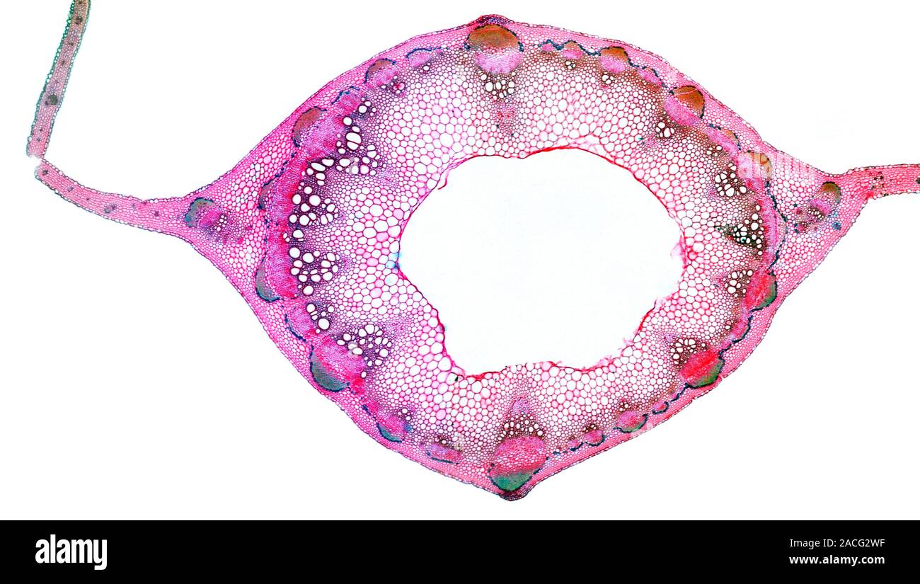 Sweet pea stem. Light micrograph of a transverse section through the ...
