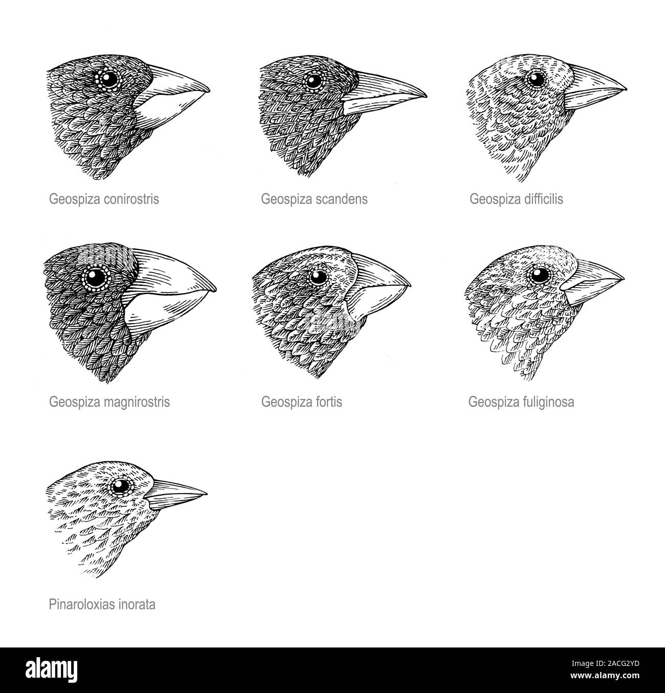 Galapagos finches. Artwork showing the beaks of different species of ...