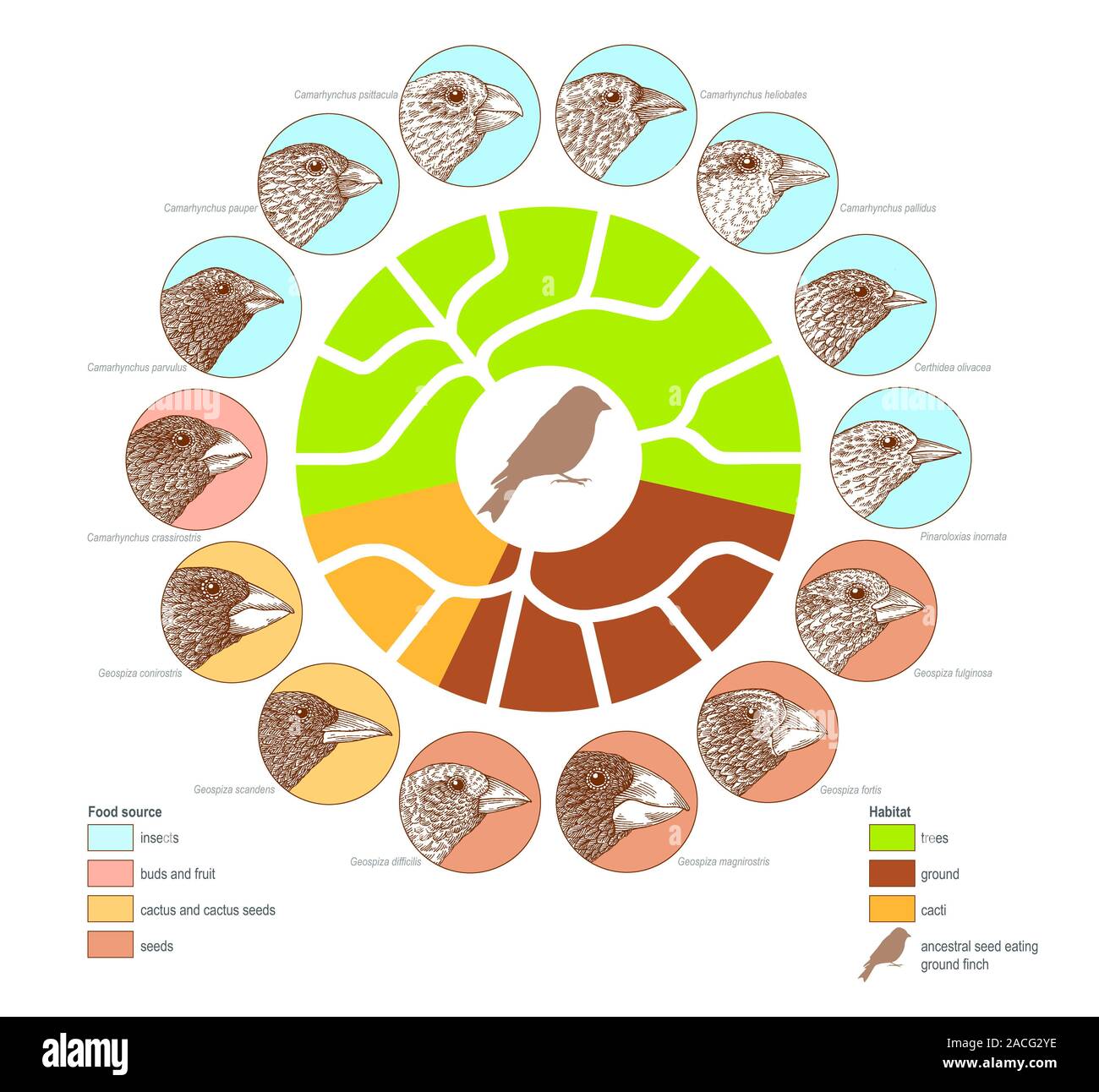 Galapagos finches. Artwork showing the beaks of different species of ...