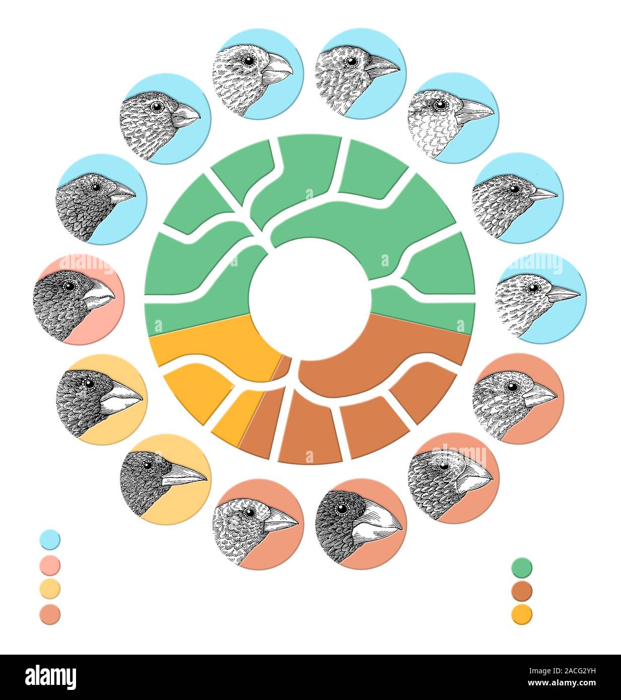 Galapagos finches. Artwork showing the beaks of different species of ...