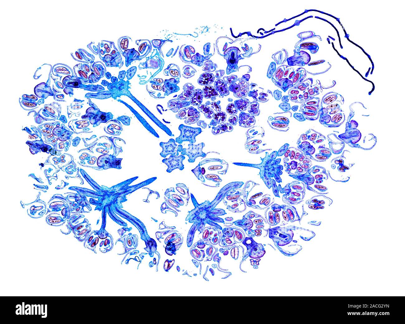 Alexander flowers. Light micrograph of a section through a cluster of ...