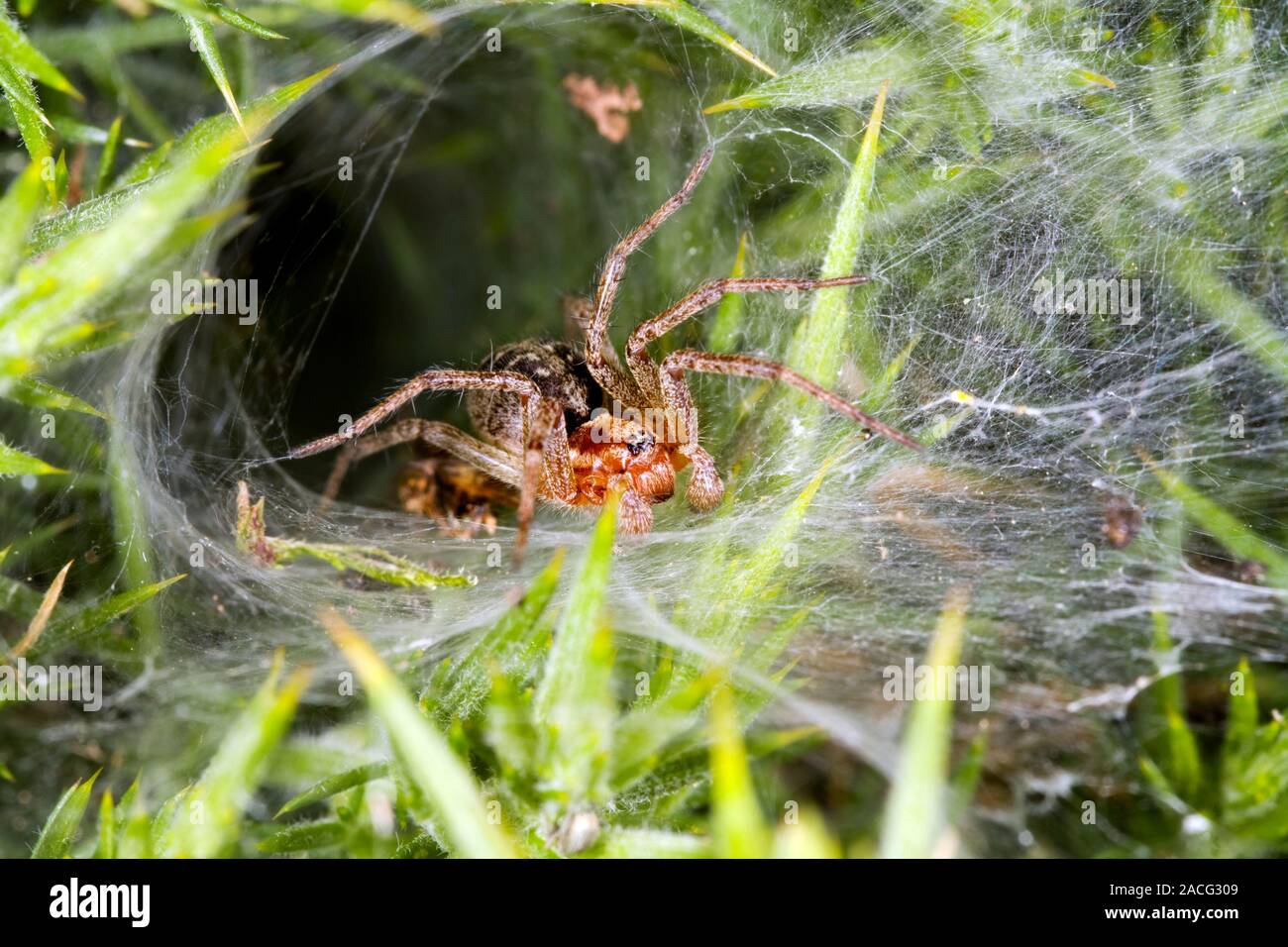 Labyrinth spider (Agelena labyrinthica Stock Photo - Alamy