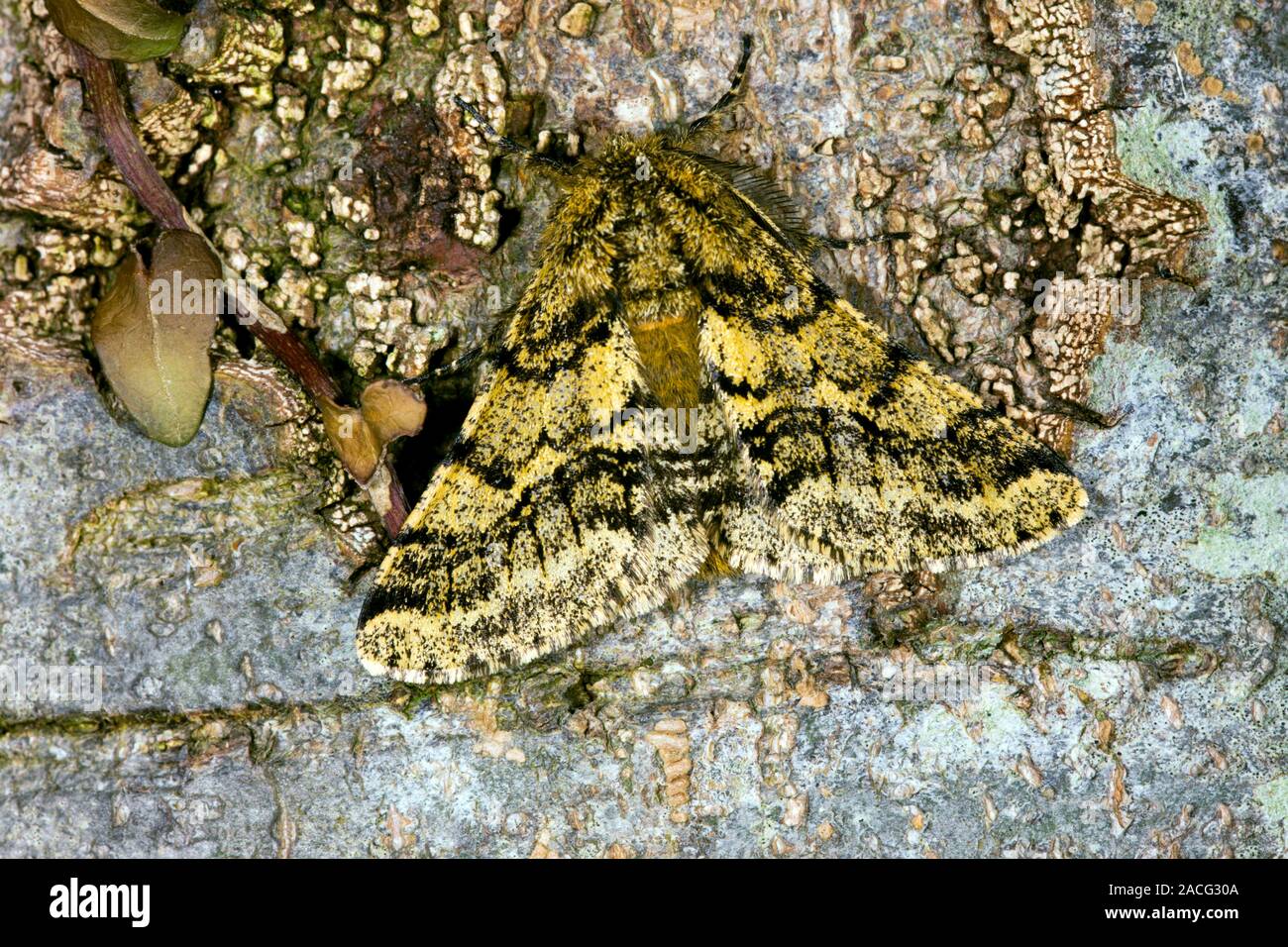 Brindled beauty moth (Lycia hirtaria) on bark Stock Photo - Alamy