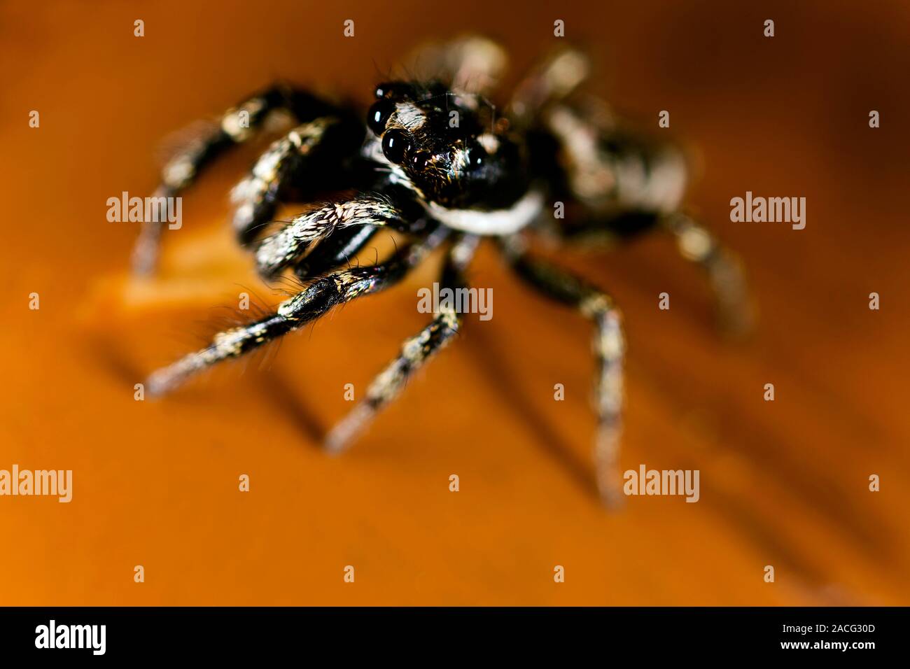 Zebra spider (Salticus scenicus). This is a type of jumping spider ...