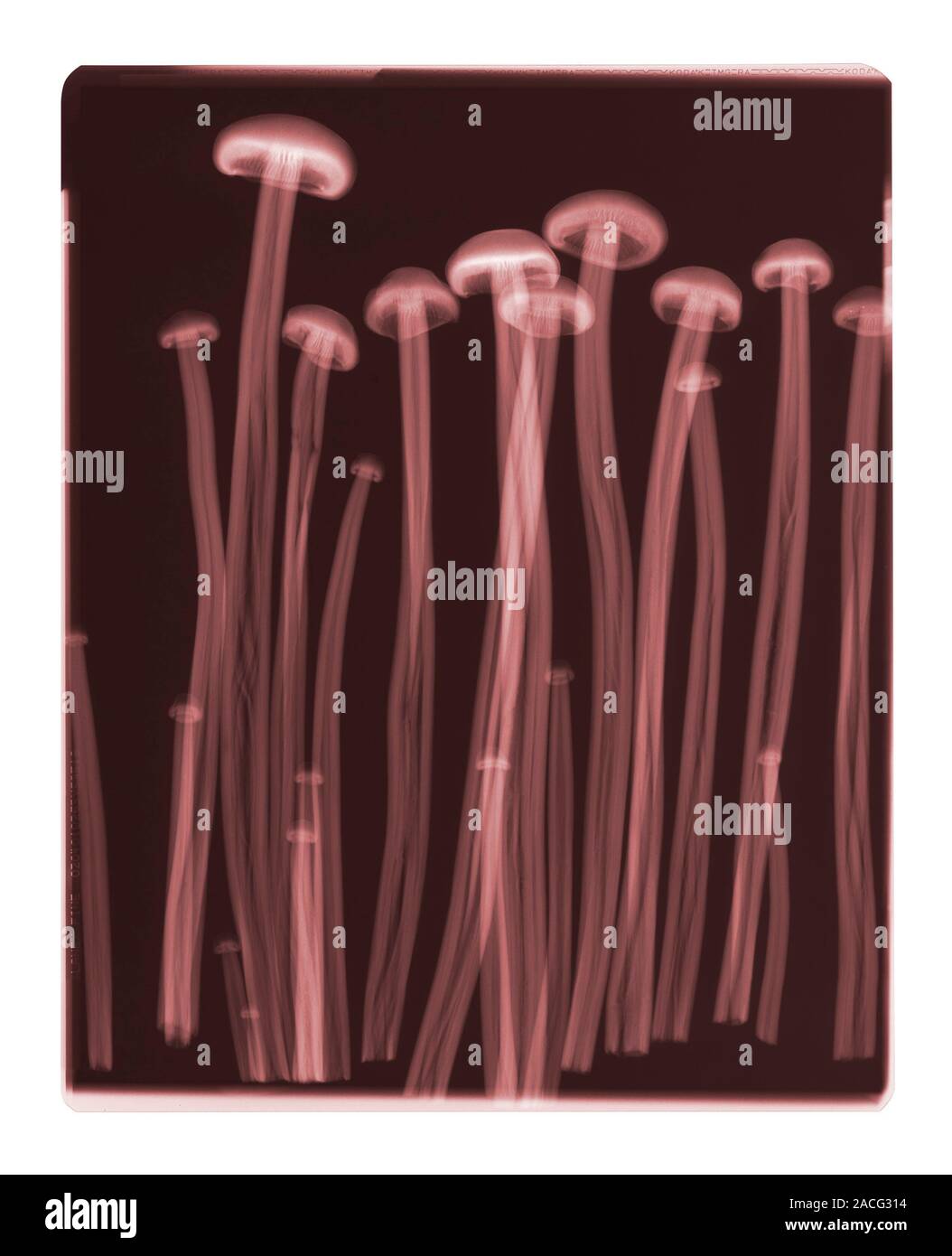 Mushrooms, coloured X-ray Stock Photo - Alamy