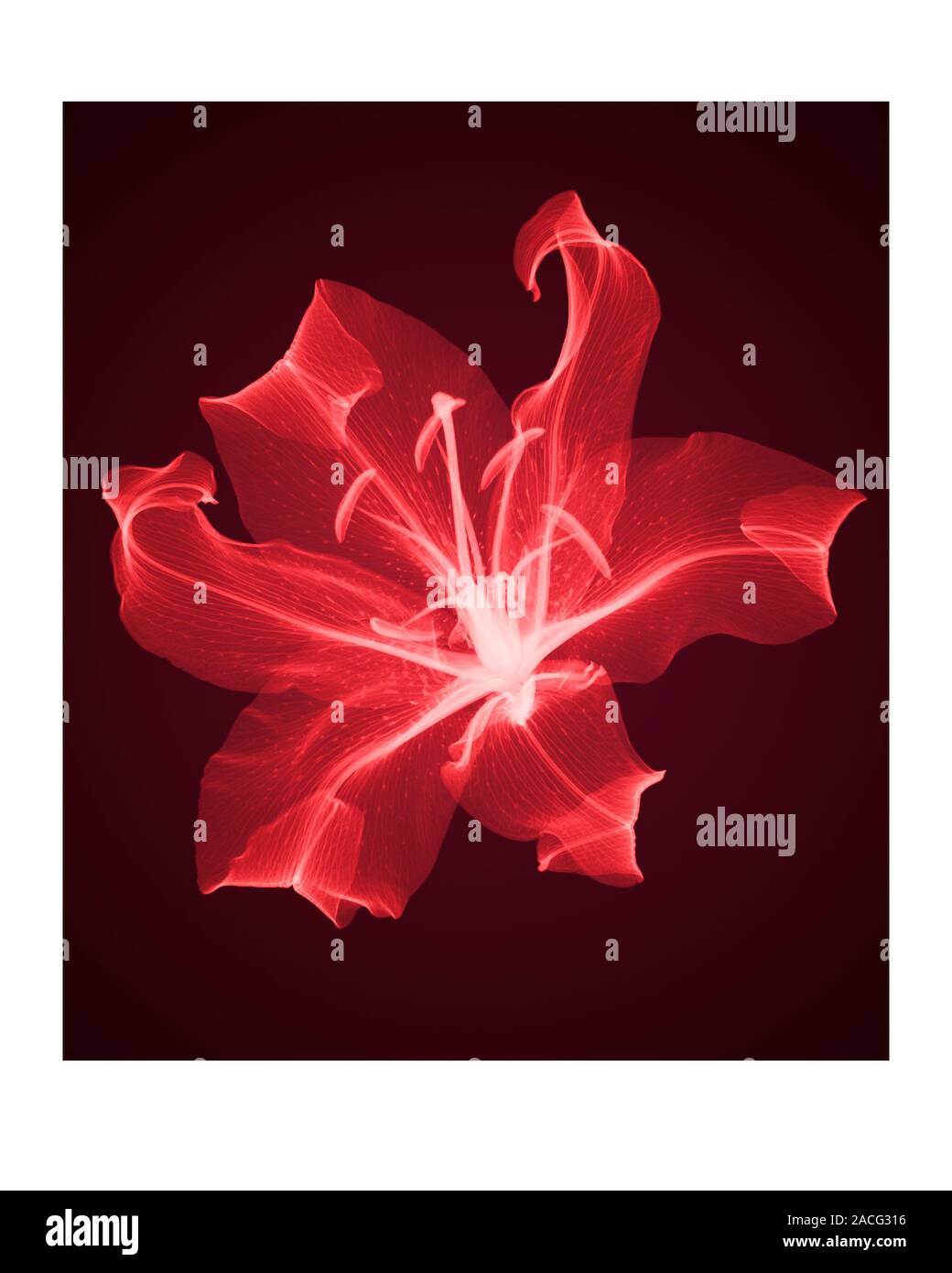 Lily. Coloured X-ray of the flower of a lily Stock Photo - Alamy
