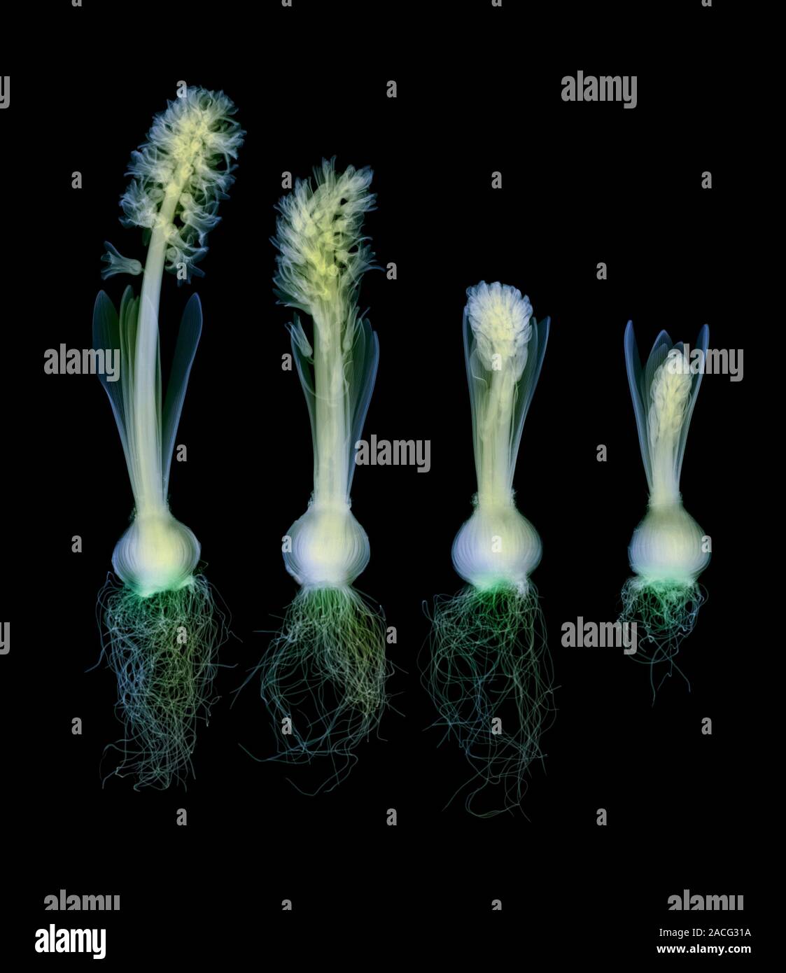 Hyacinth plants. Coloured X-ray of a row of hyacinth plants at various ...