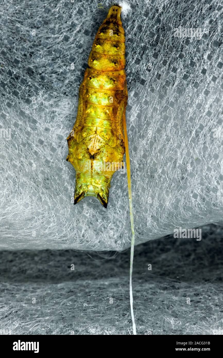 Chrysalis infected with parasitic larvae. Chrysalis of the small ...