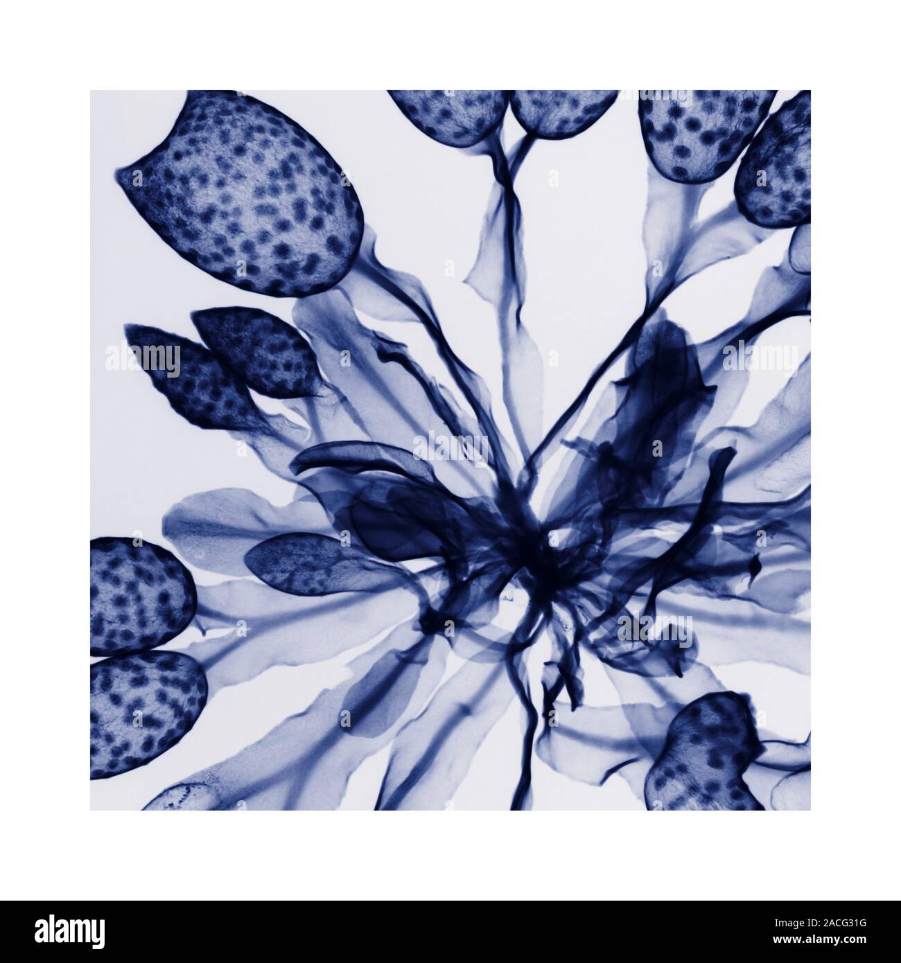 Seaweed, Coloured X-ray Stock Photo - Alamy