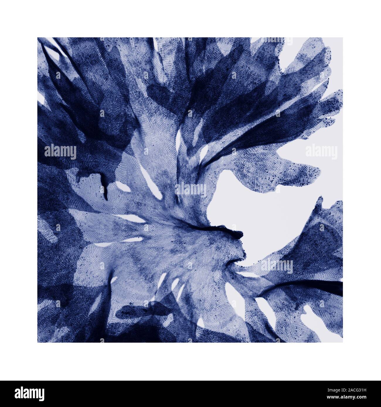 Seaweed, Coloured X-ray Stock Photo - Alamy