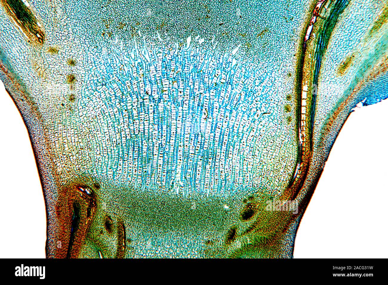 Intercalary Meristem