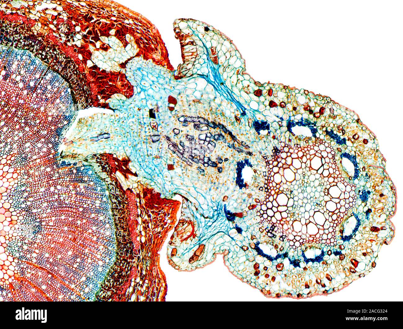 Dodder parasitic plant. Light micrograph of a section through a host ...