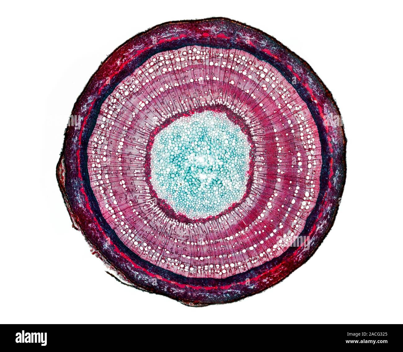 Ash stem. Light micrograph of a transverse section through the woody ...