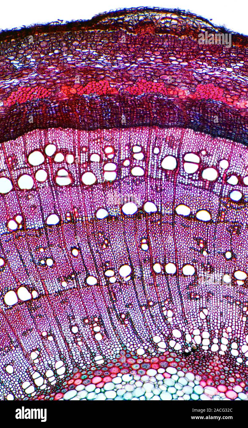 Ash stem. Light micrograph of a transverse section through the woody ...