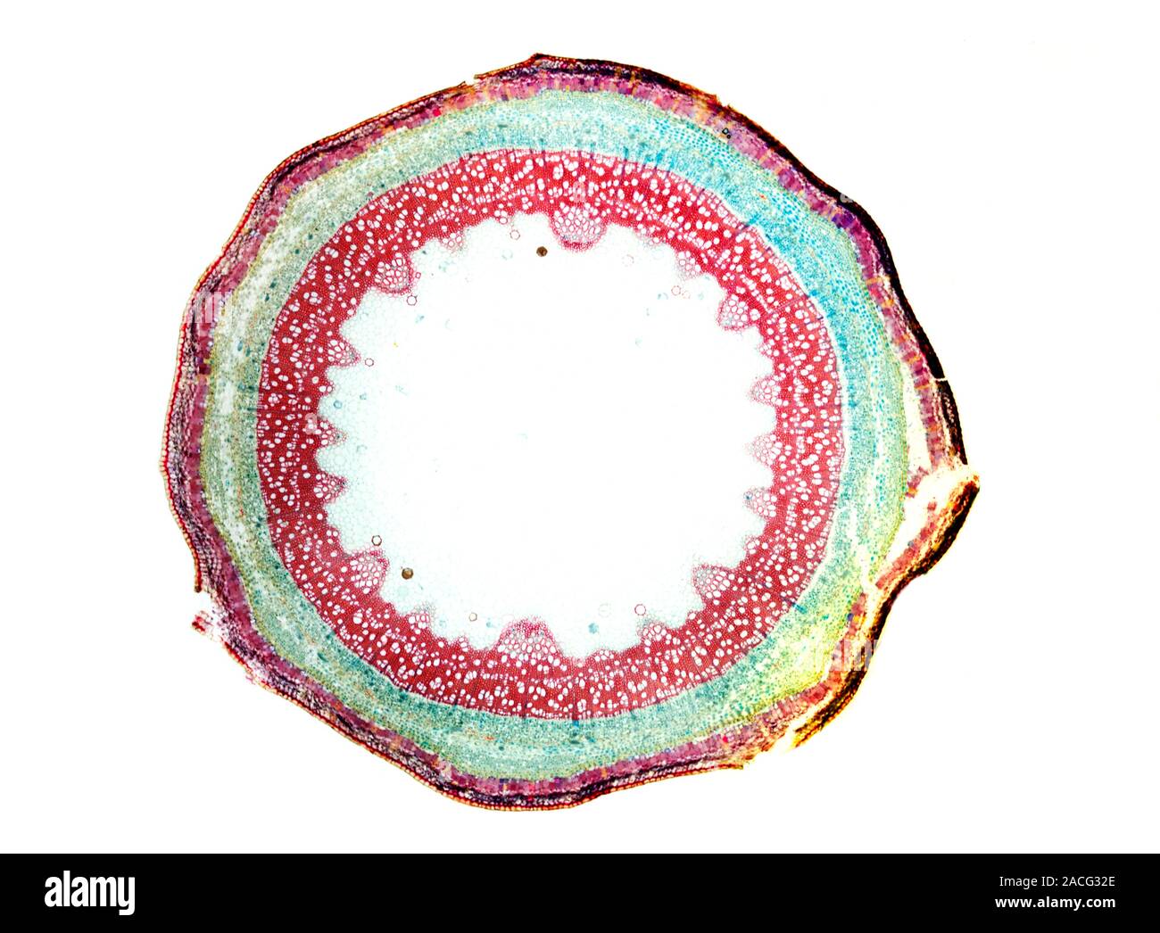 Elder tree stem. Light micrograph of a transverse section through the ...