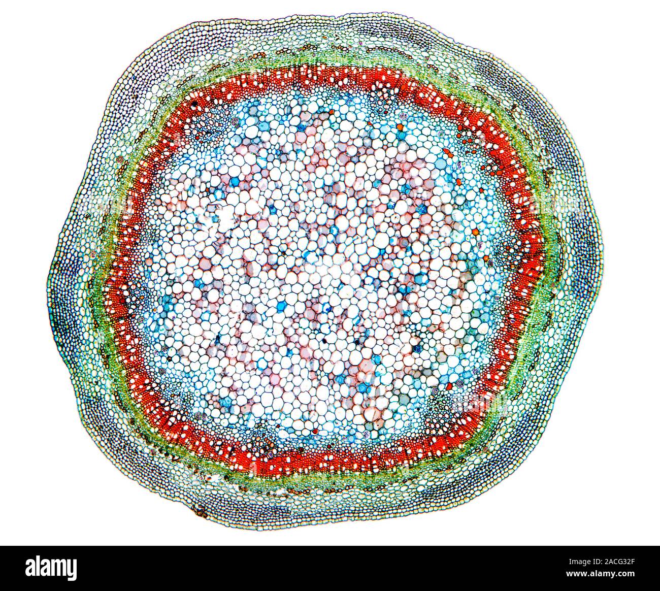 Elder tree stem. Light micrograph of a transverse section through the ...