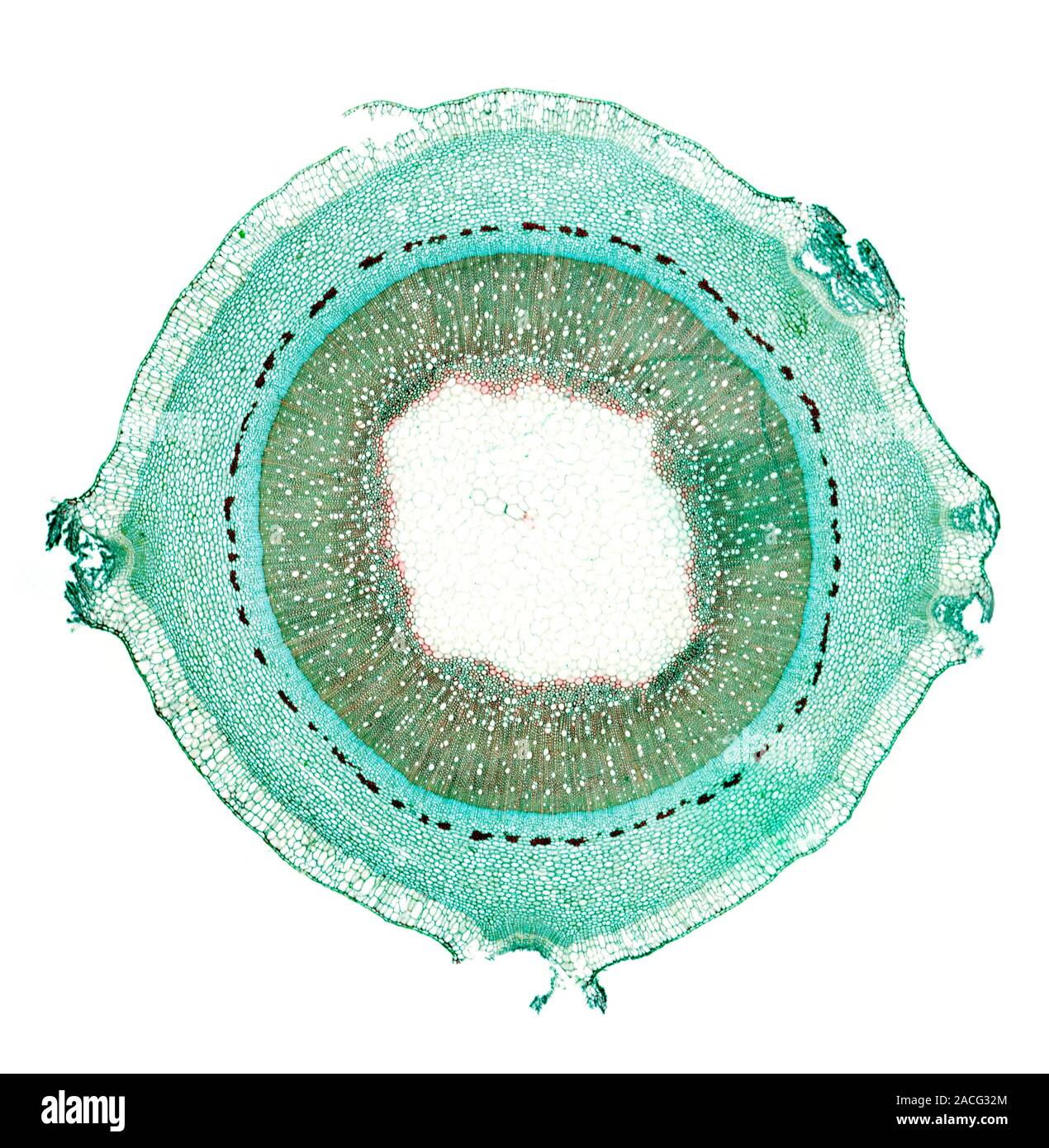 Lilac stem. Light micrograph of a transverse section through the young ...