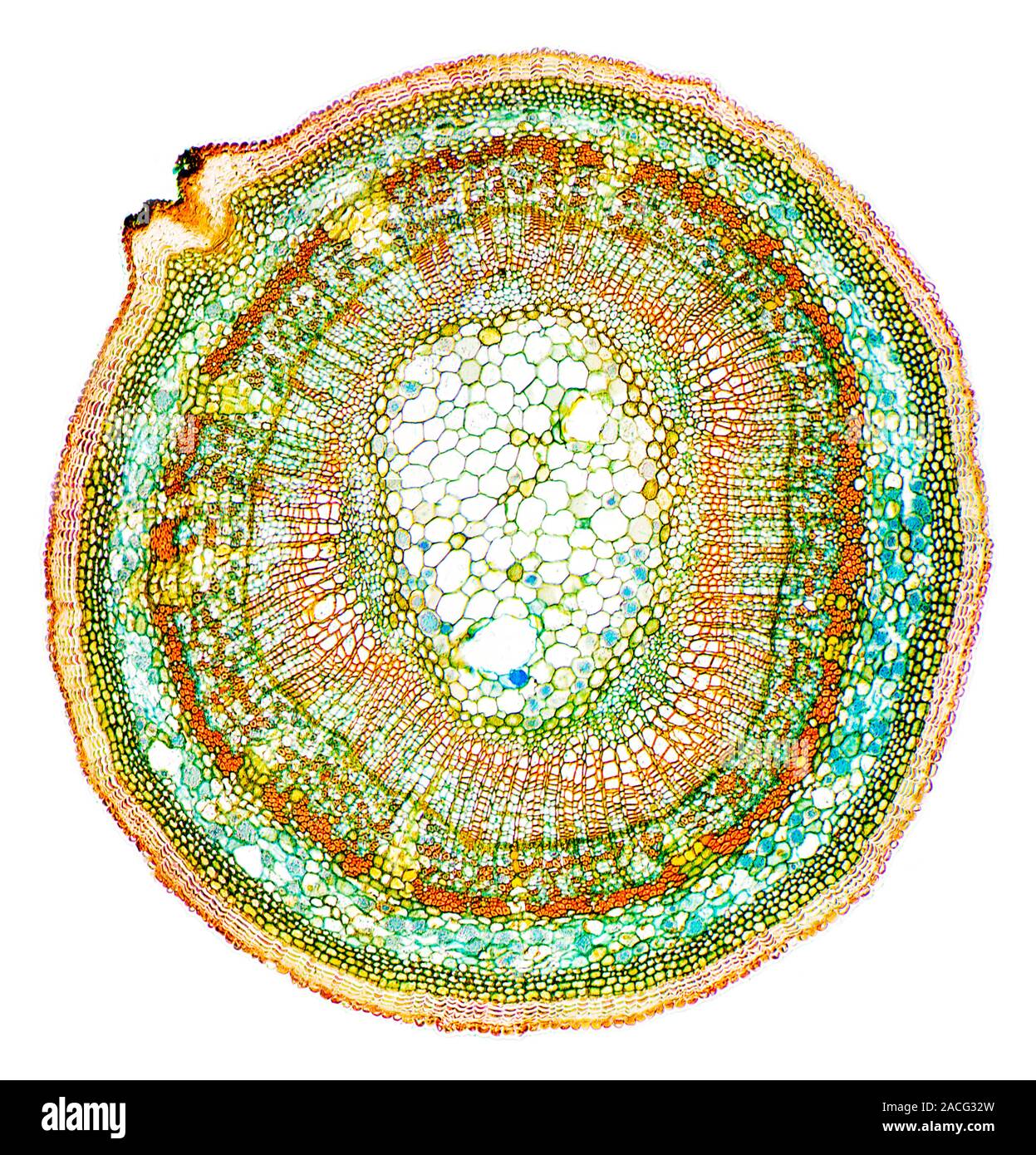 Lime tree stem. Light micrograph of a transverse section through the ...