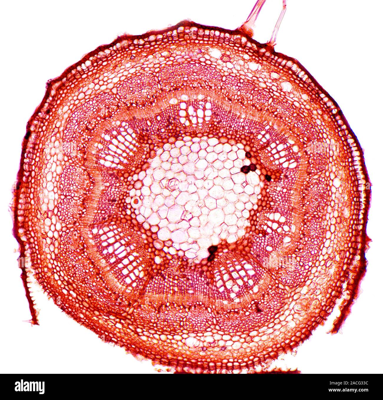 Elm stem. Light micrograph of a transverse section through the one-year ...