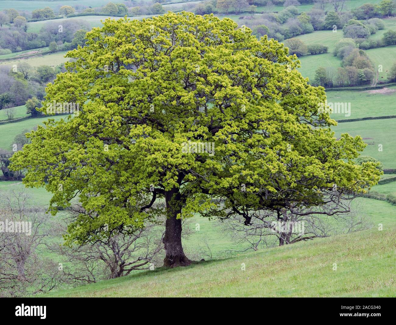 Spring foliage on a solitary English Oak tree (Quercus robur), also ...