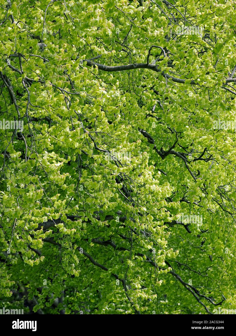 Spring foliage on Beech trees (Fagus Stock Photo - Alamy