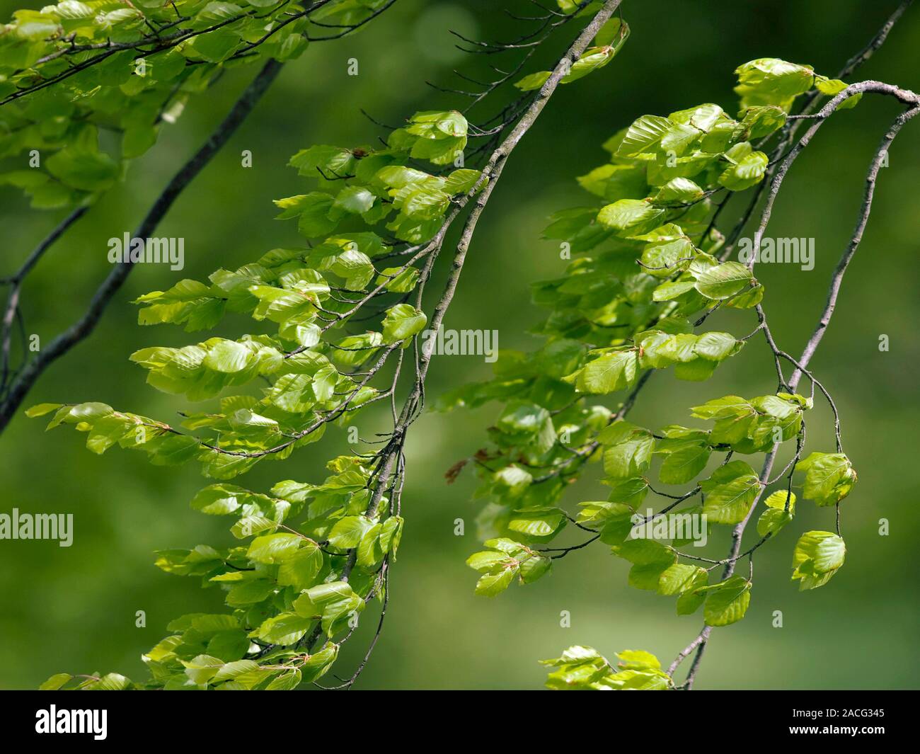 Spring foliage on Beech trees (Fagus), showing movement in the wind ...