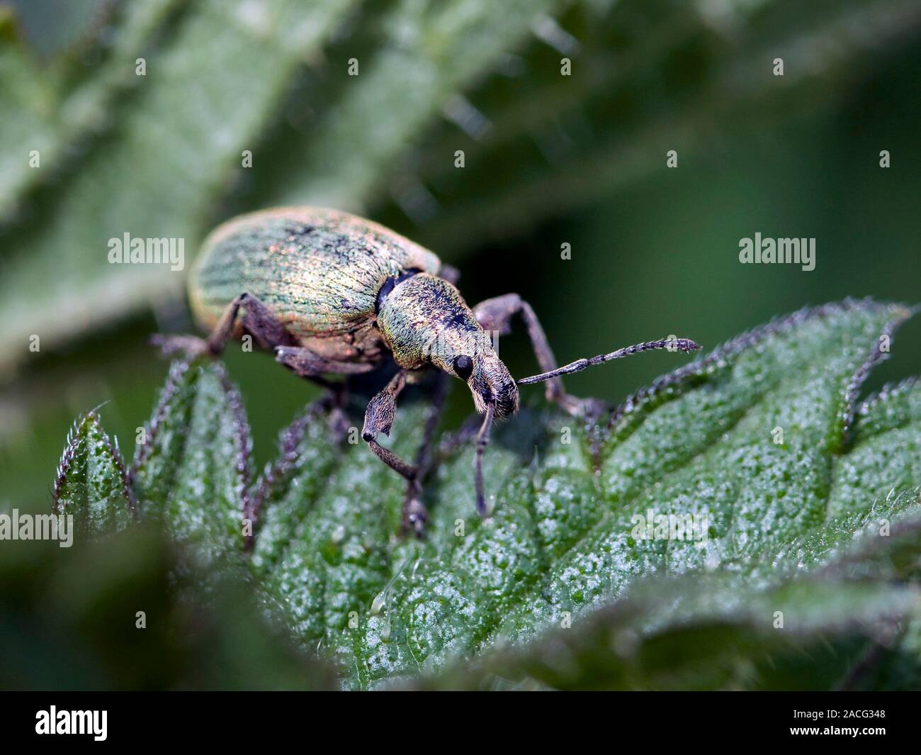 Nettle Weevil (Phyllobius pomaceus) on a nettle leaf which is common on ...