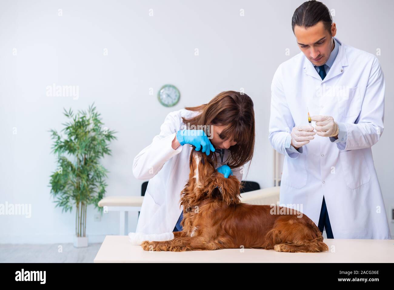 The vet doctor examining golden retriever dog in clinic Stock Photo - Alamy