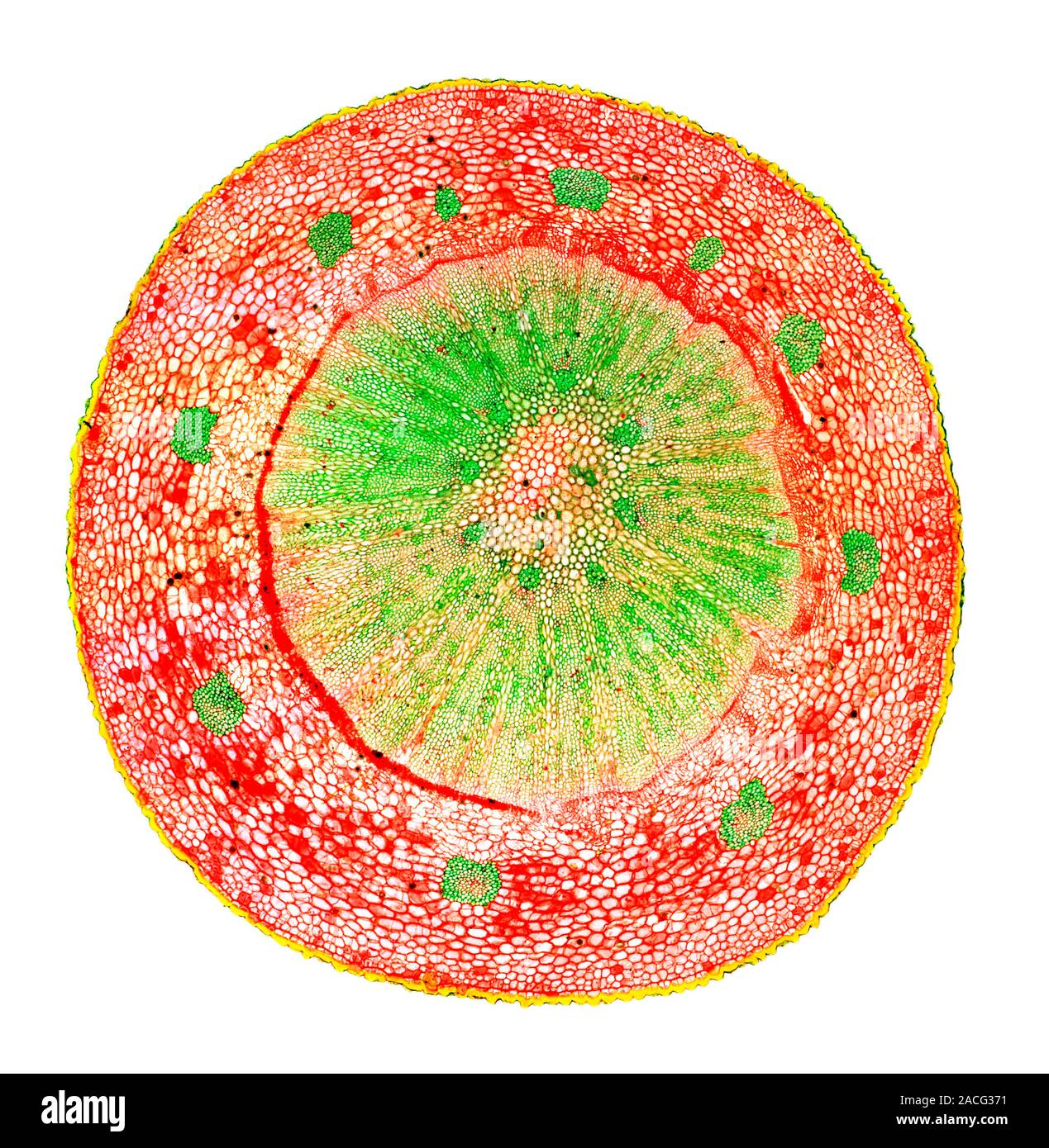 Mistletoe stem. Light micrograph of a transverse section through the ...