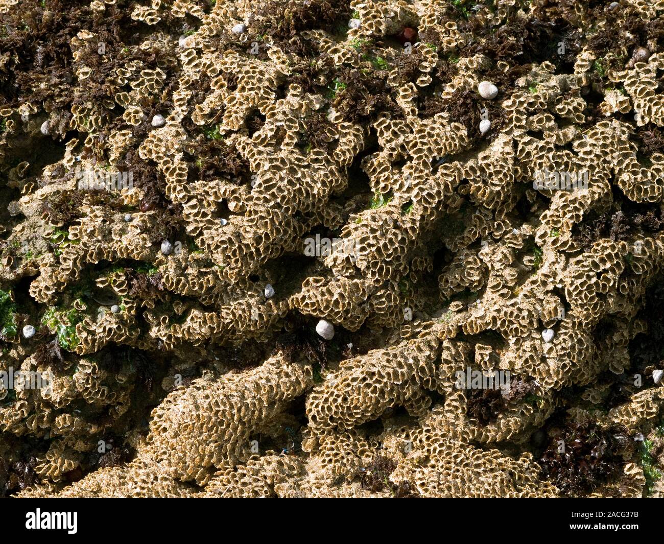 Sabellaria reefs (Fan worms) on the lower shore are a Biodiversity ...