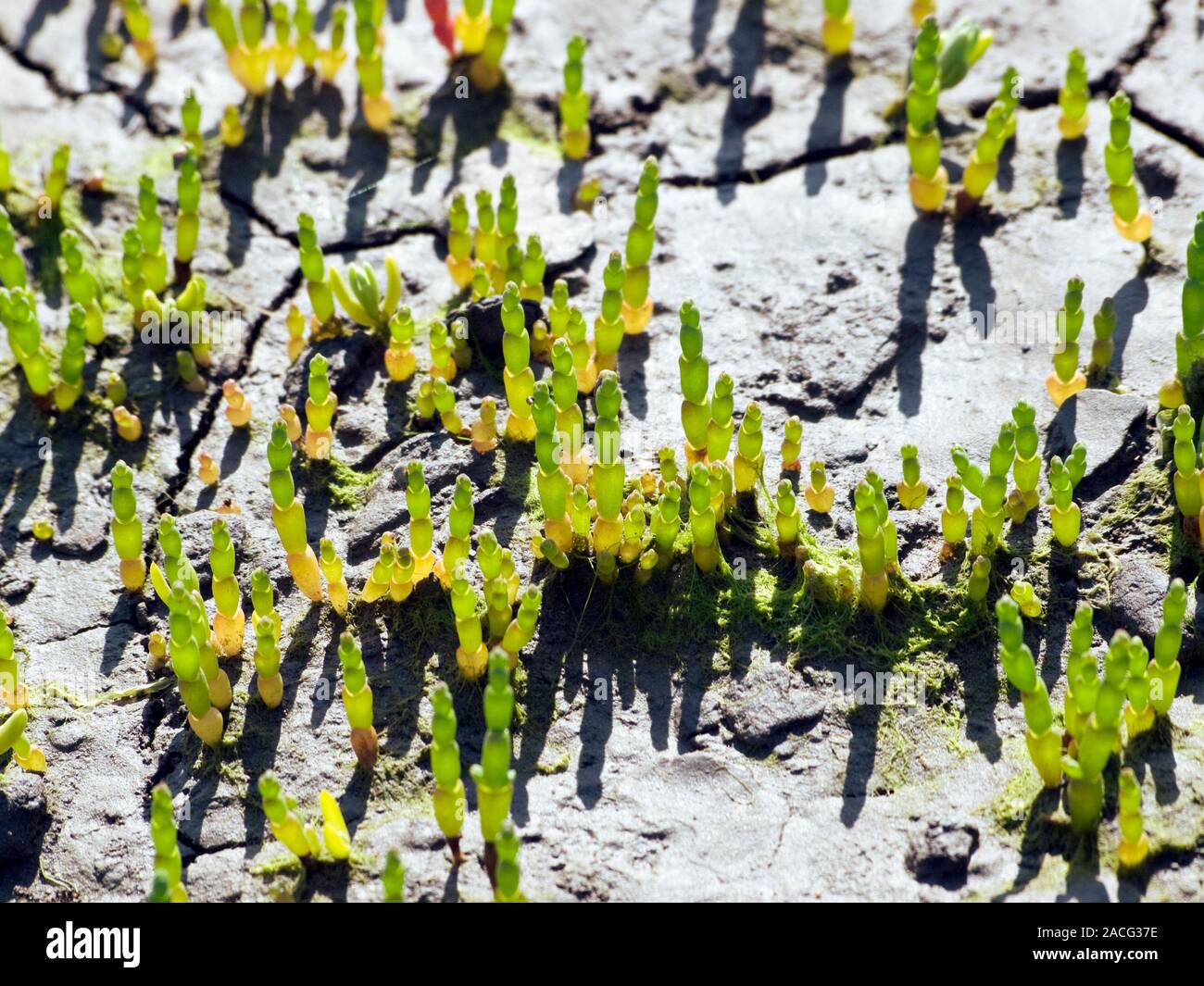 Common Glasswort (Salicornia europaea) growing in the lower ...