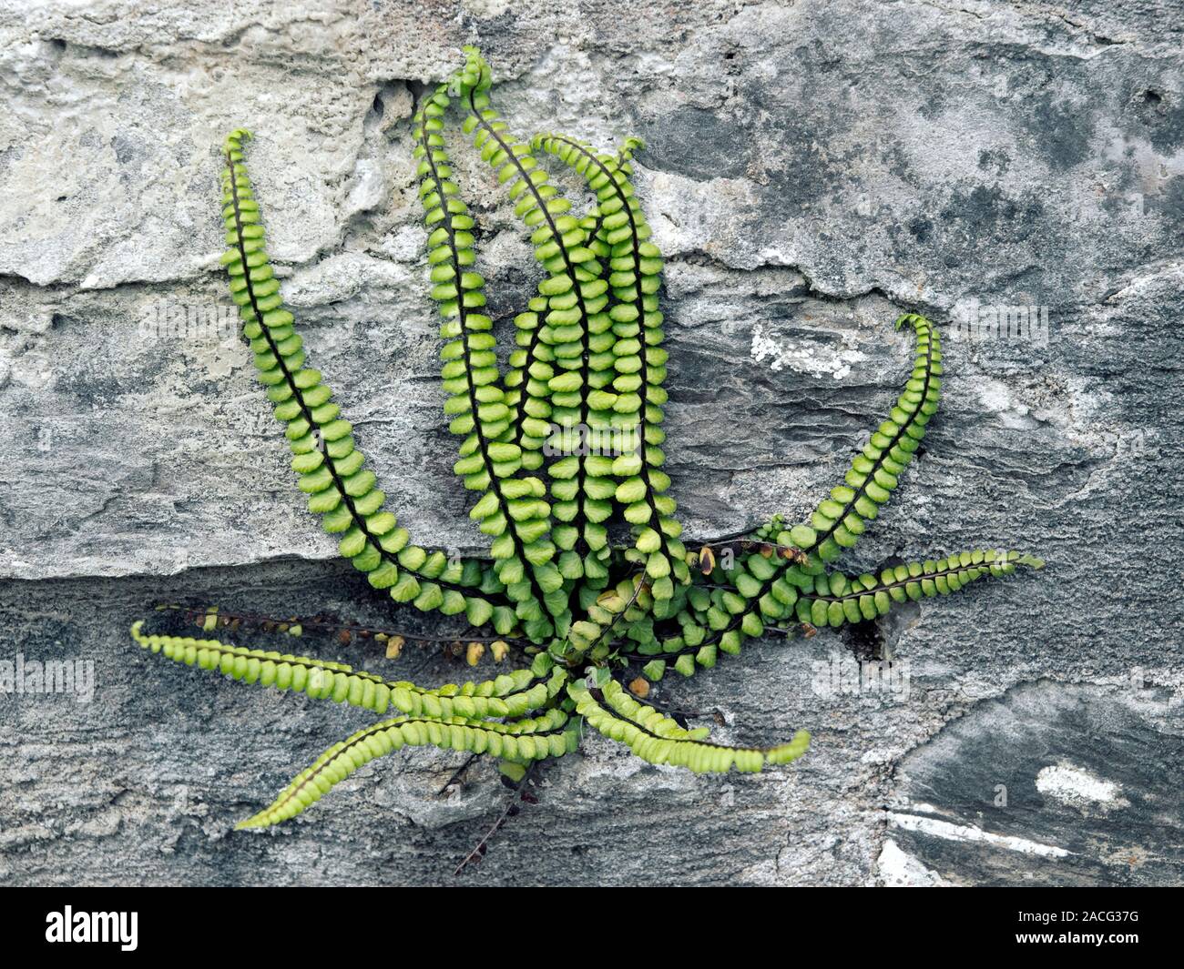 Common Maidenhair Spleenwort (Asplenium trichomanes ssp. quadrivalens ...