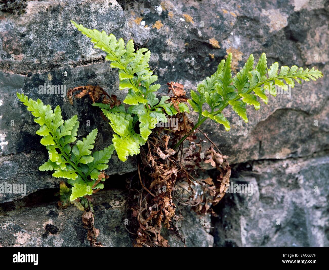 Fern (Asplenium adiantum-nigrum) growing in a wall. Photographed in ...