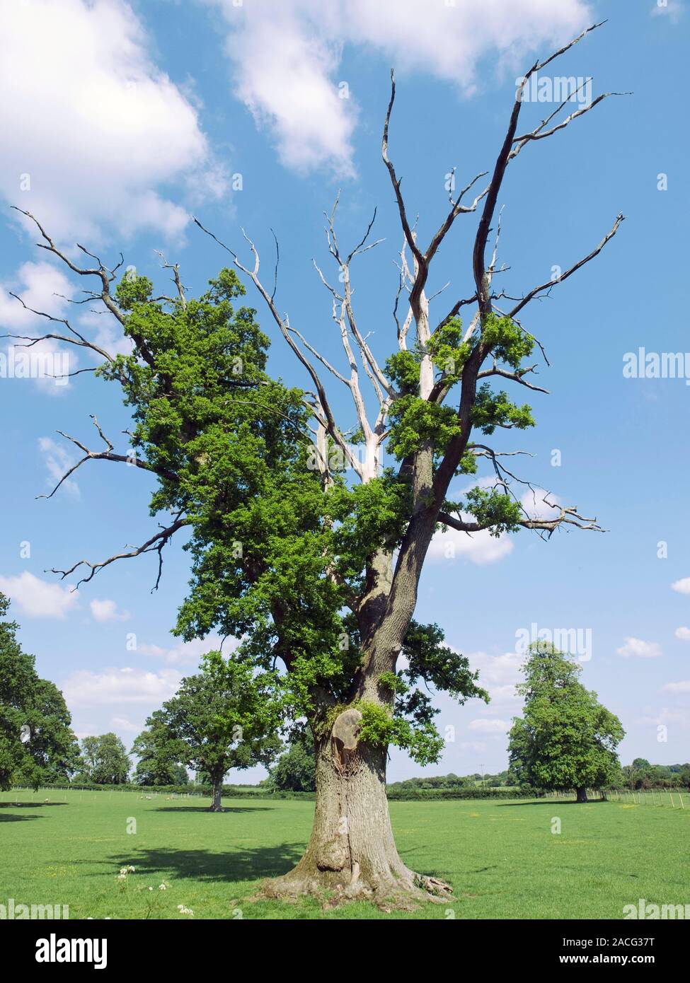 English Oak tree (Quercus robur), also known as Pedunculate Oak. It is ...