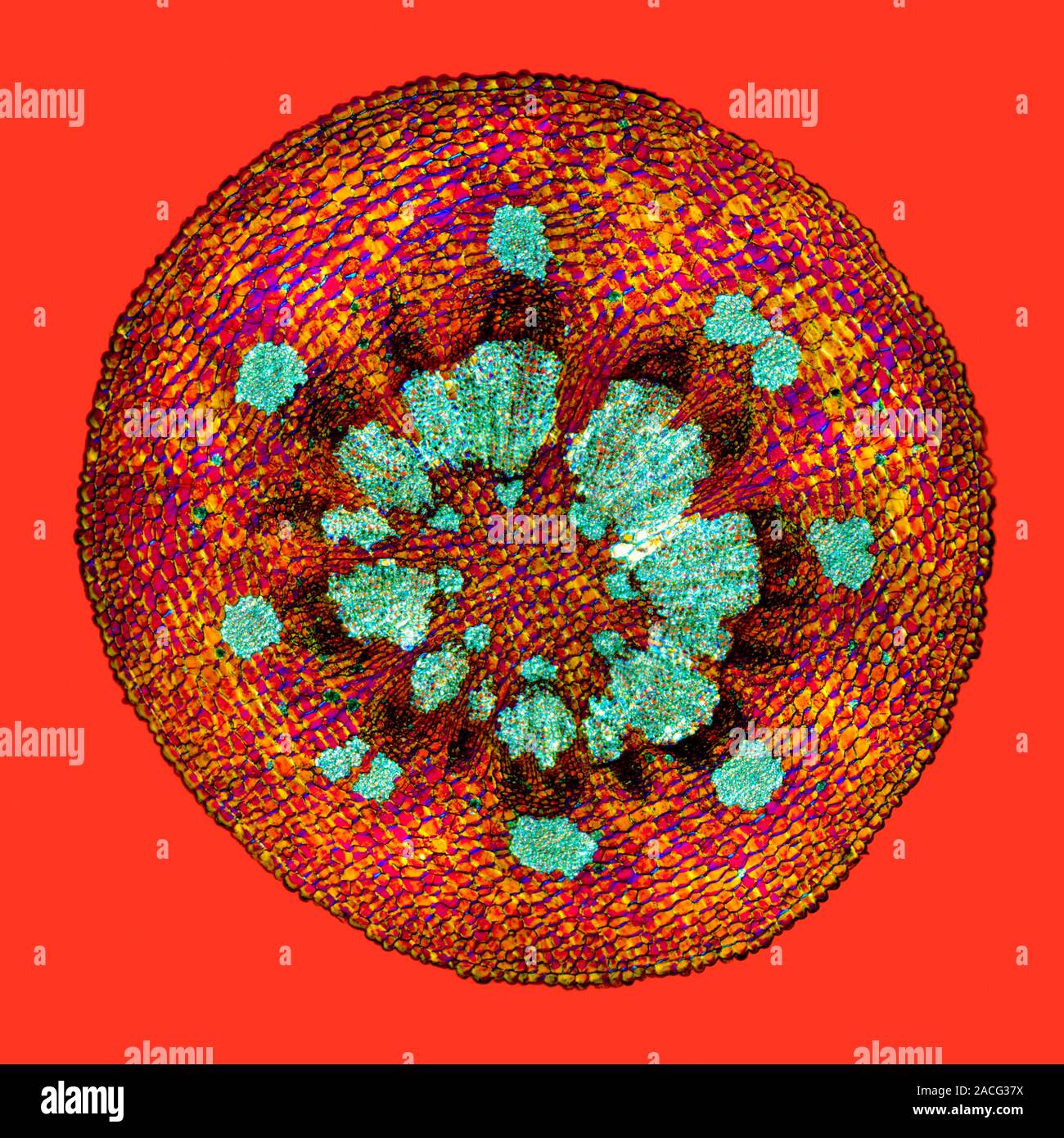 Mistletoe stem. Polarised light micrograph of a transverse section ...