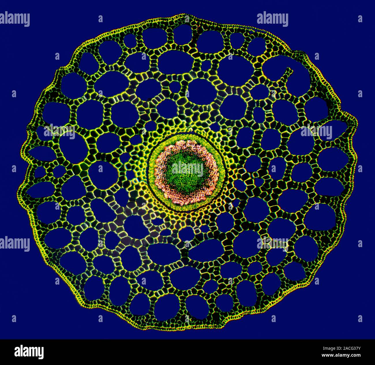 Mare's tail stem. Polarised light micrograph of a transverse section ...