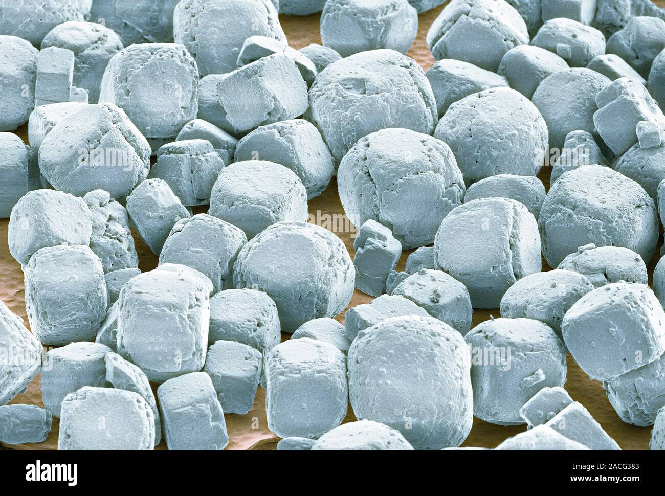 Salt grains, coloured scanning electron micrograph (SEM). Each salt ...