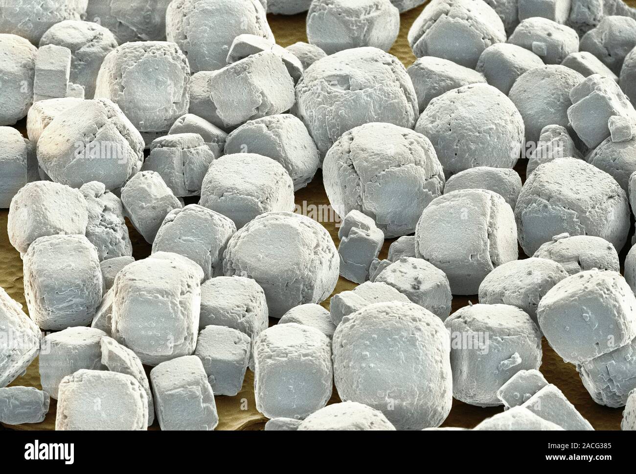 Salt grains, coloured scanning electron micrograph (SEM). Each salt ...