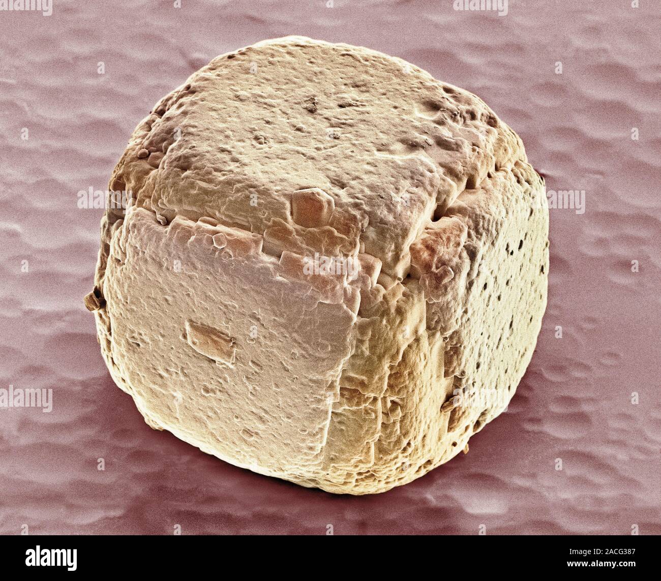 Salt grain, coloured scanning electron micrograph (SEM). A salt (sodium ...