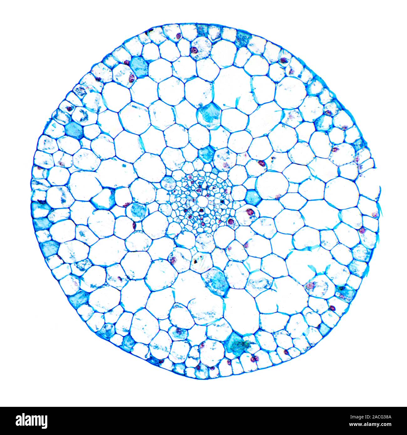 Waterweed stem. Polarised light micrograph of a transverse section ...